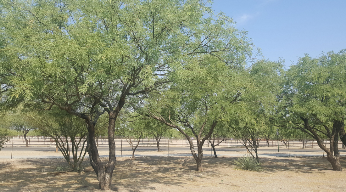Everything Mesquite – Native-Seeds-Search