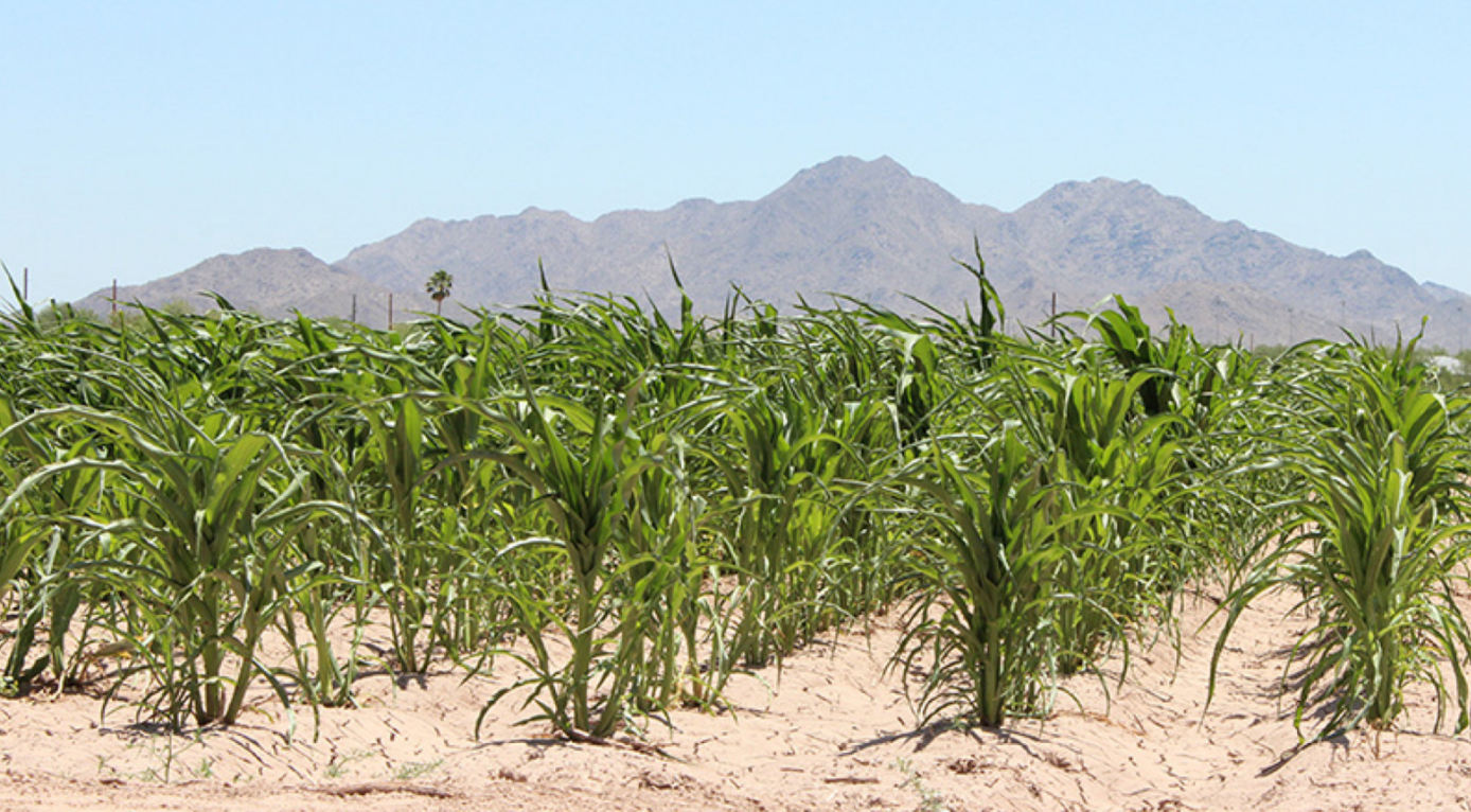 Pima 60-Day Corn – Native-Seeds-Search