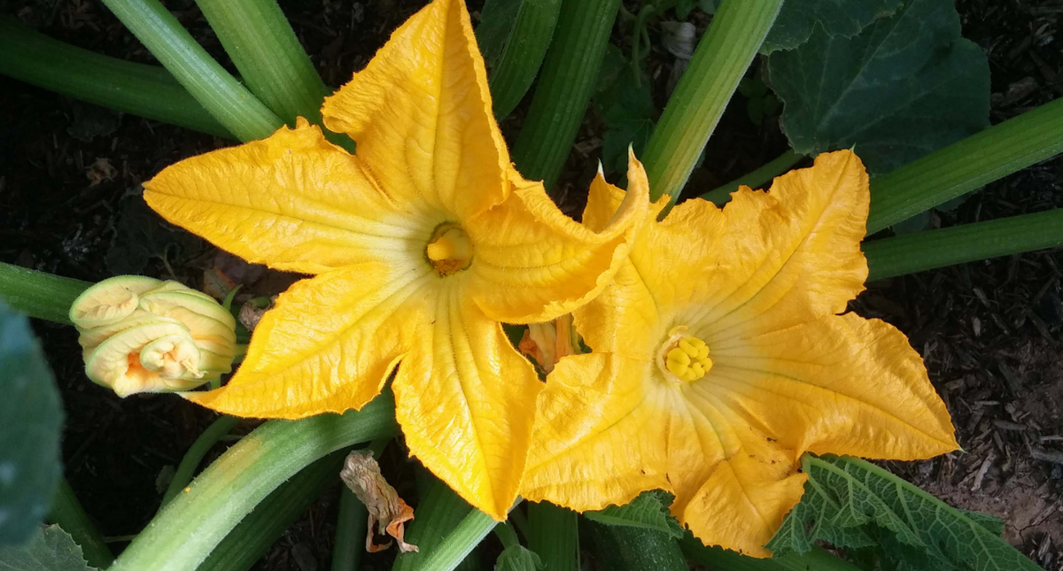 Squash Pollination – Native-Seeds-Search