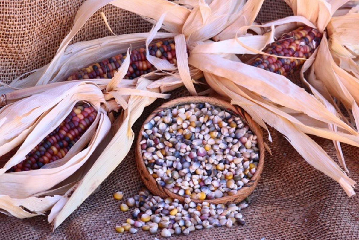The Story of Glass Gem Corn: Beauty, History, and Hope – Native-Seeds ...