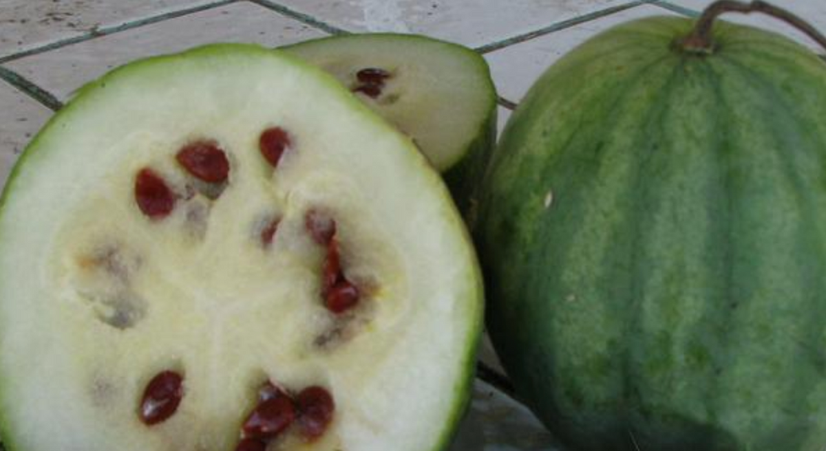 Rio Grande Red Seeded Watermelon + Recipe – Native-Seeds-Search