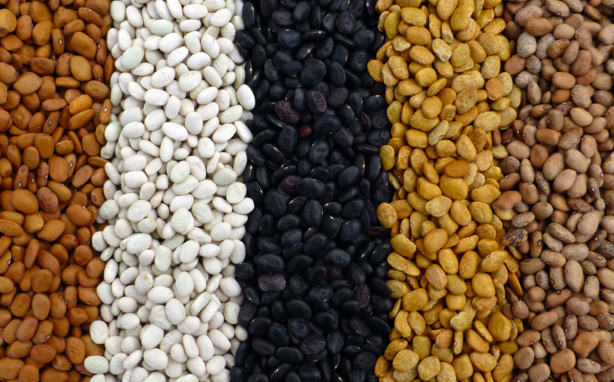 ABCs of Monsoon Planting – Native-Seeds-Search