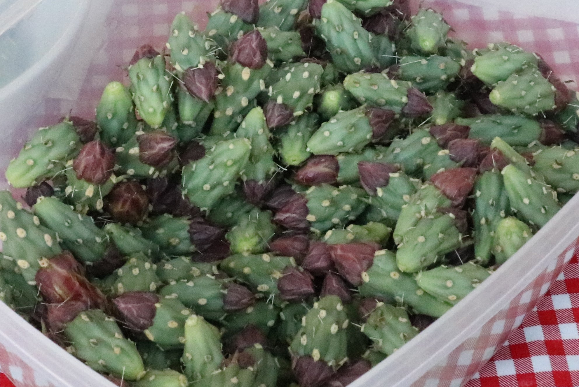 Community Potluck: Cholla Buds – Native-Seeds-Search