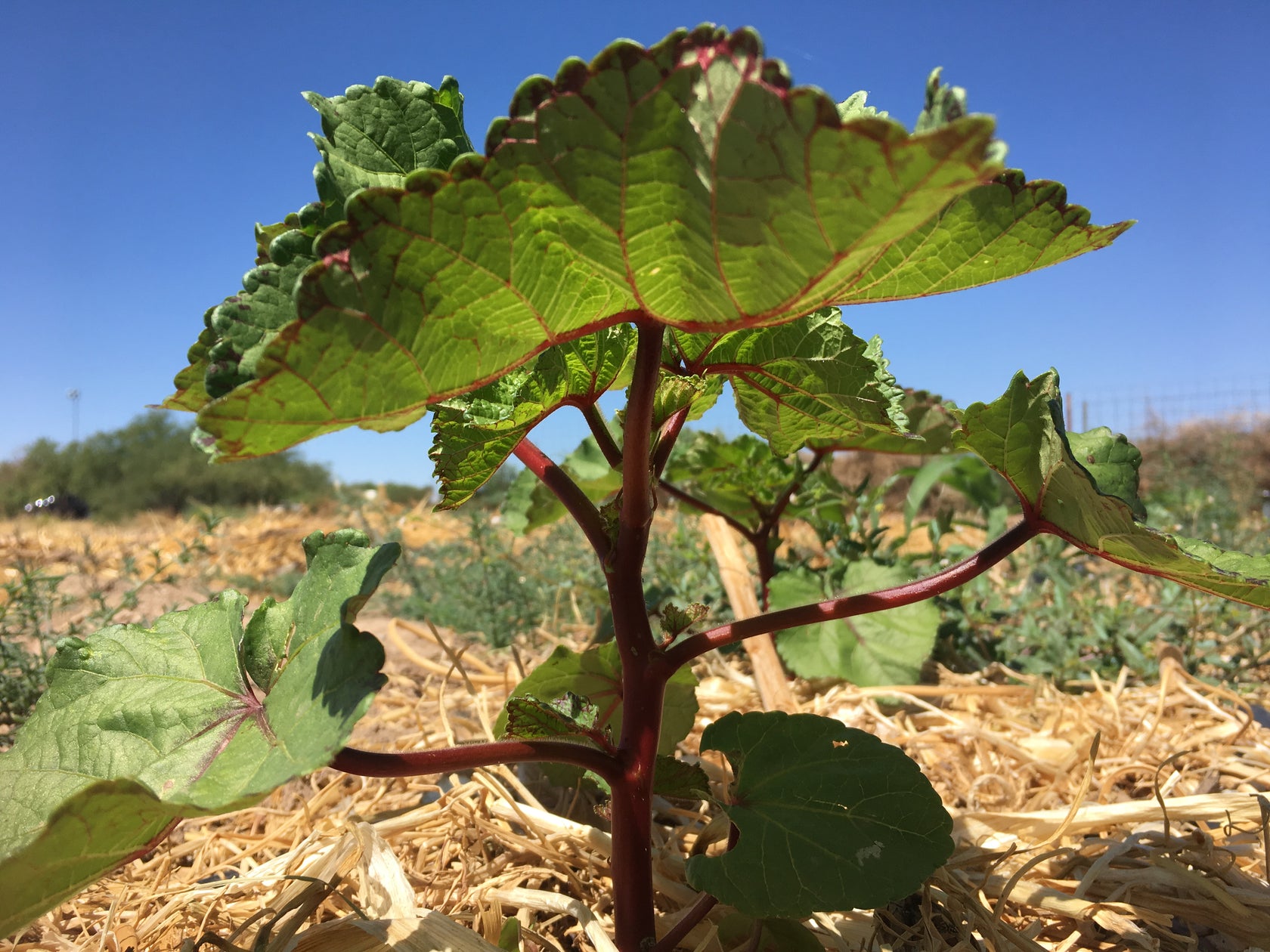 Not Your Average Okra – Native-Seeds-Search