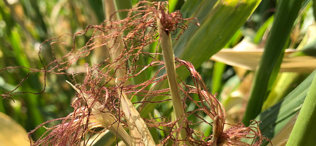 Lessons from Teosinte – Native-Seeds-Search