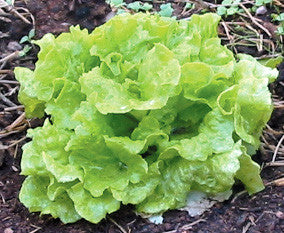 Seeds > Tucson Seed – Native-Seeds-Search