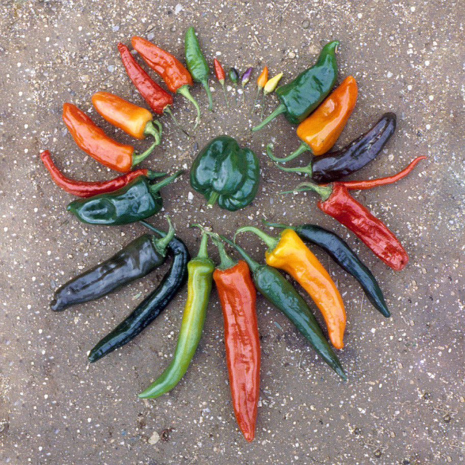 Seeds > Southwest Traditional Crop Varieties – Native-Seeds-Search