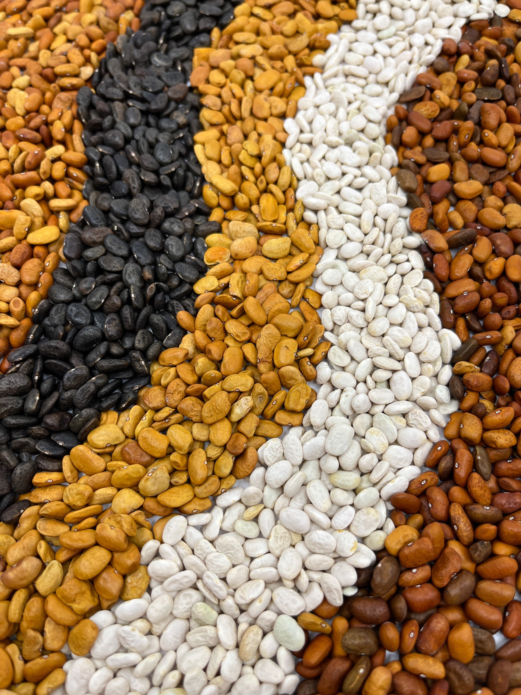 About Us – Native-Seeds-Search