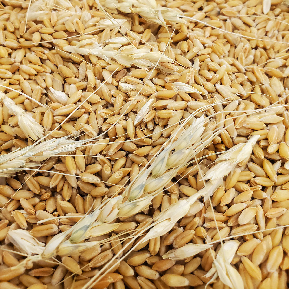 Baart Wheat – Native-Seeds-Search