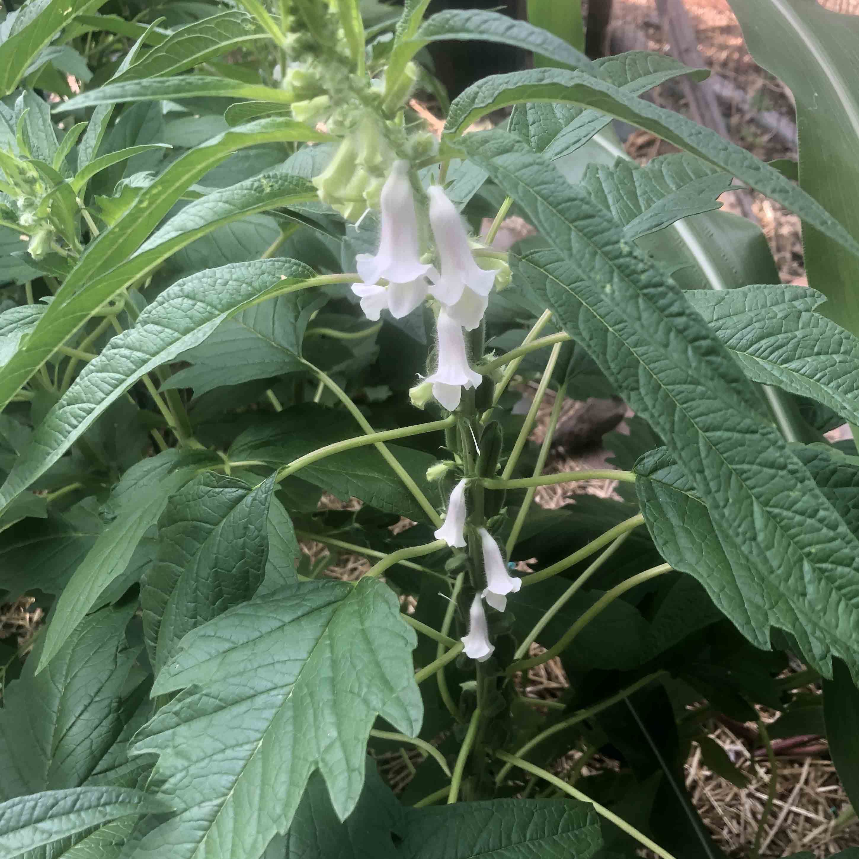 Native Seeds Search: Specializing in drought tolerant heirloom seeds ...