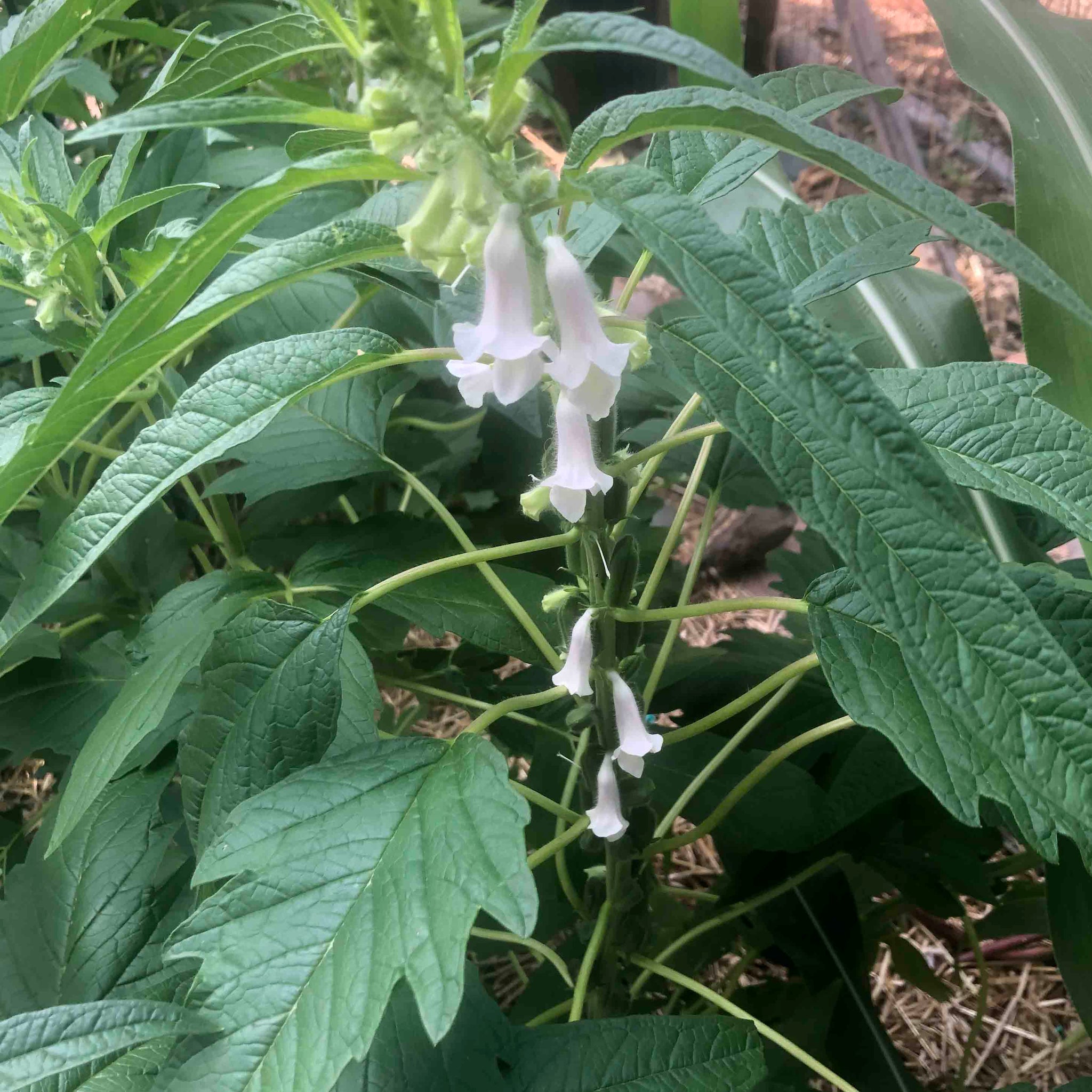 Native Seeds Search: Specializing in drought tolerant heirloom seeds ...