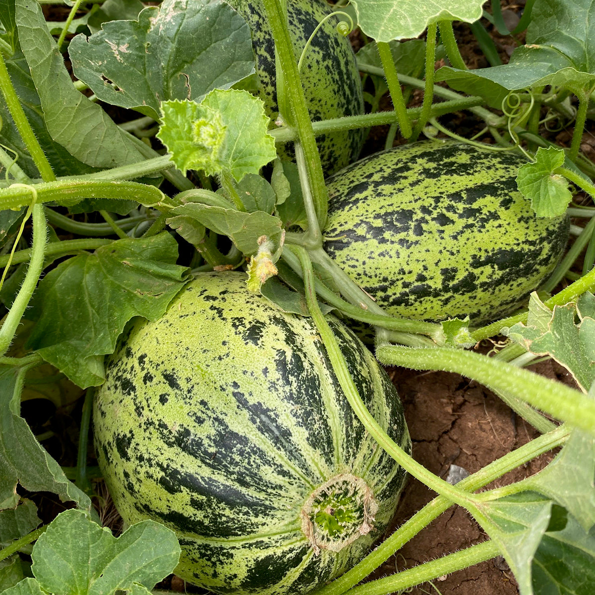 Black Mesa Melon – Native-Seeds-Search