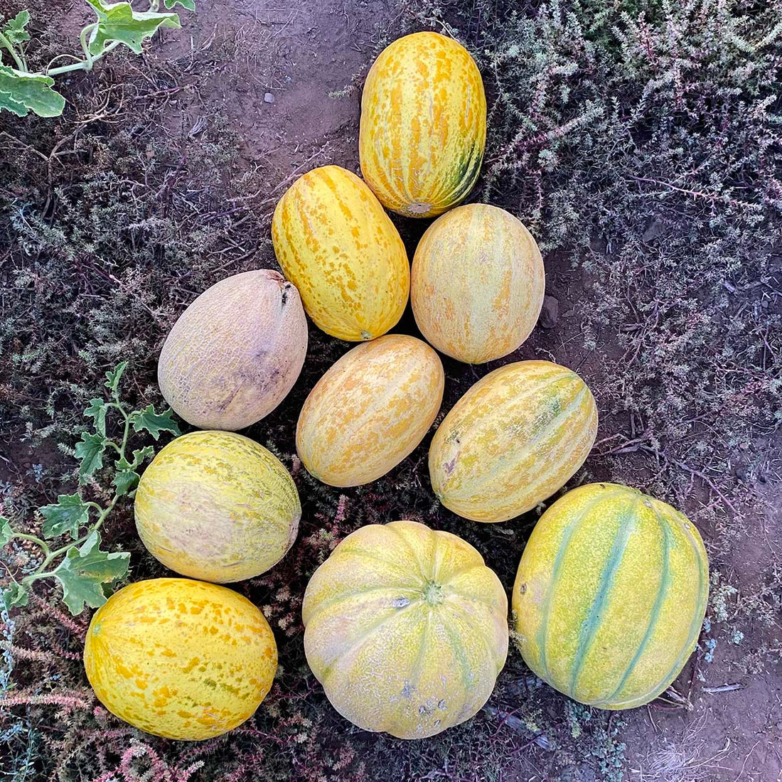 Native Seeds Search: Specializing in drought tolerant heirloom seeds ...