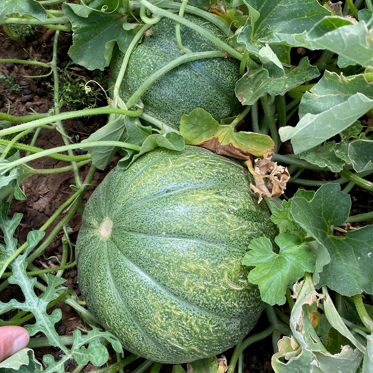 Black Mesa Melon – Native-Seeds-Search