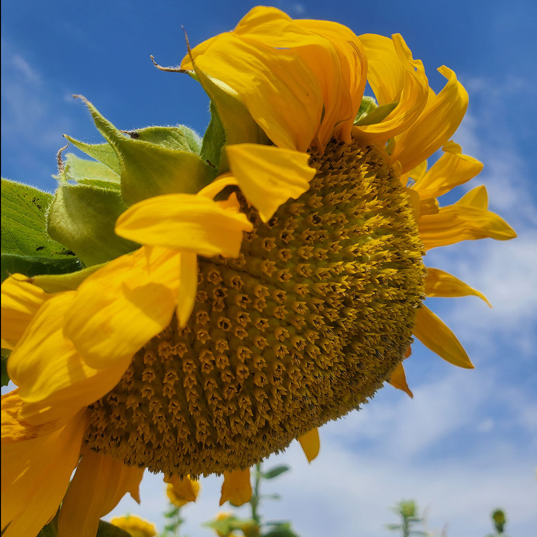 Seeds > Sunflowers – Native-Seeds-Search