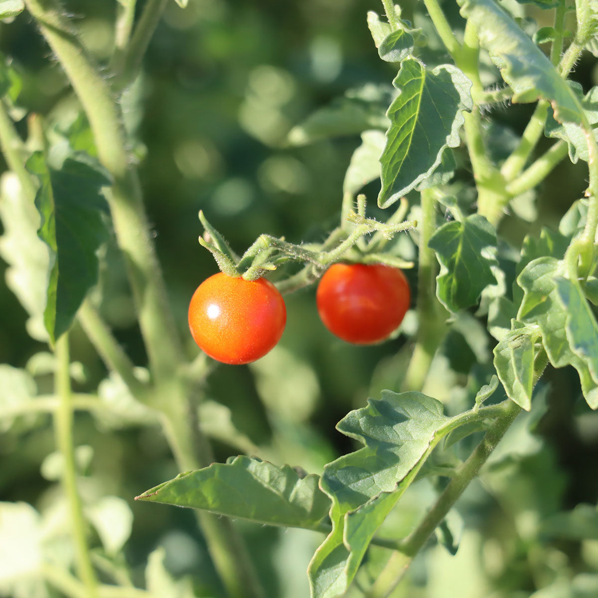 Seeds > Tomatoes – Native-Seeds-Search