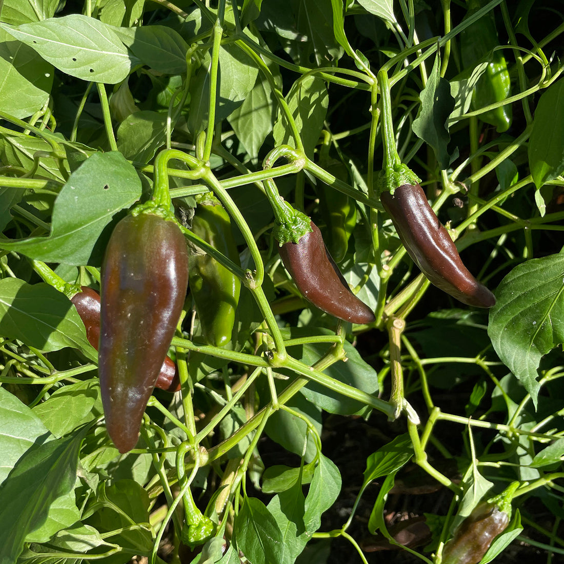 Seeds > Chiles/Peppers – Native-Seeds-Search