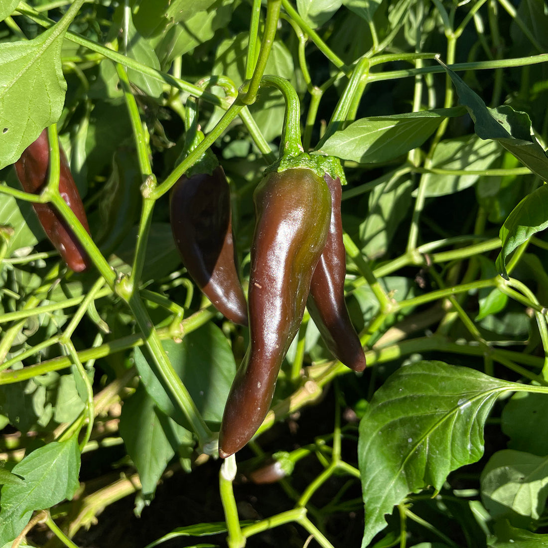 Seeds > Chiles/Peppers – Native-Seeds-Search