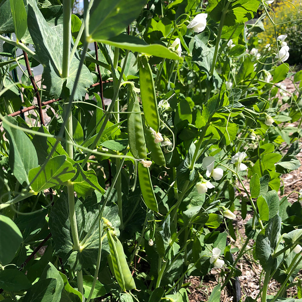 Colorado Pea – Native-Seeds-Search
