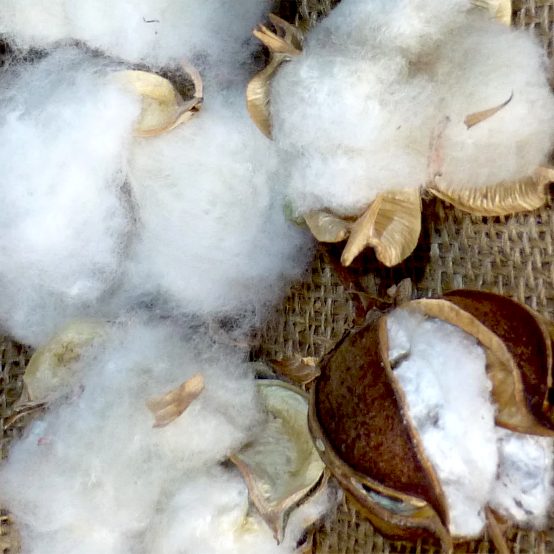 Seeds > Cotton – Native-Seeds-Search