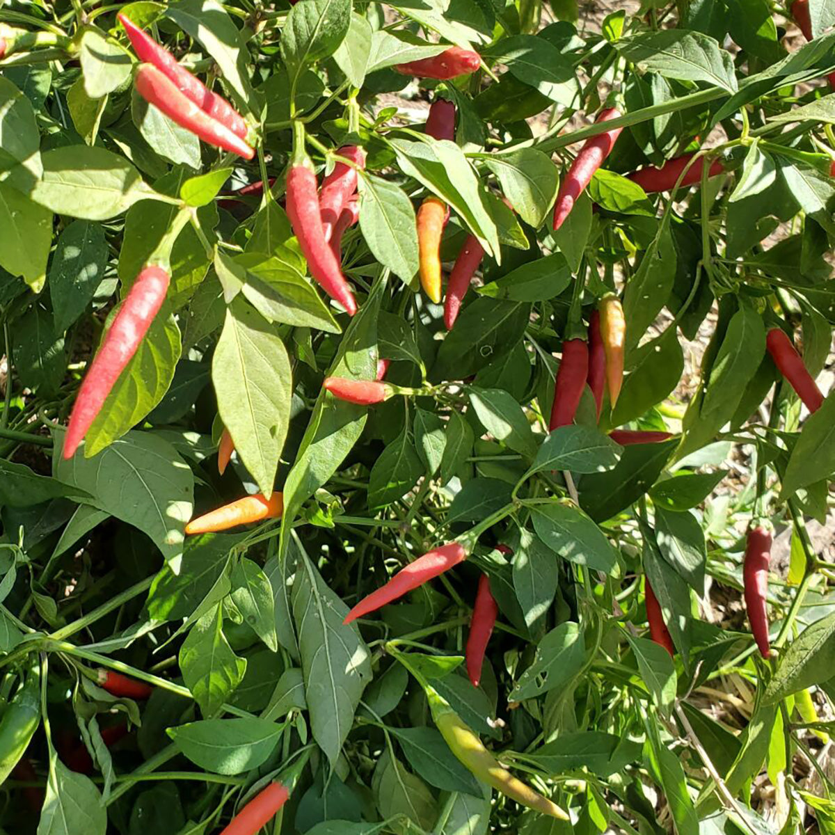 Seeds > Chiles/Peppers – Native-Seeds-Search