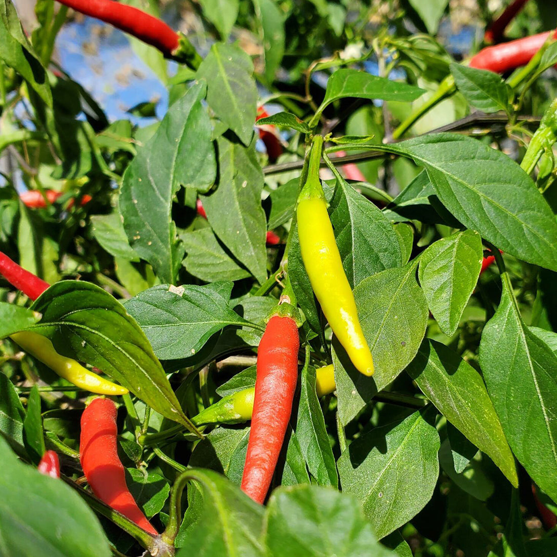 Seeds > Chiles/Peppers – Native-Seeds-Search