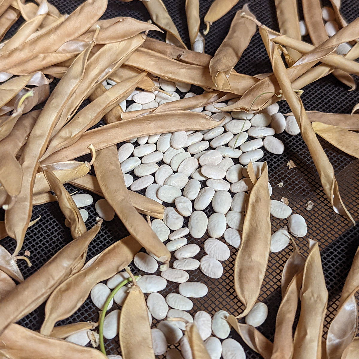 Frijol Tepari – Native-Seeds-Search