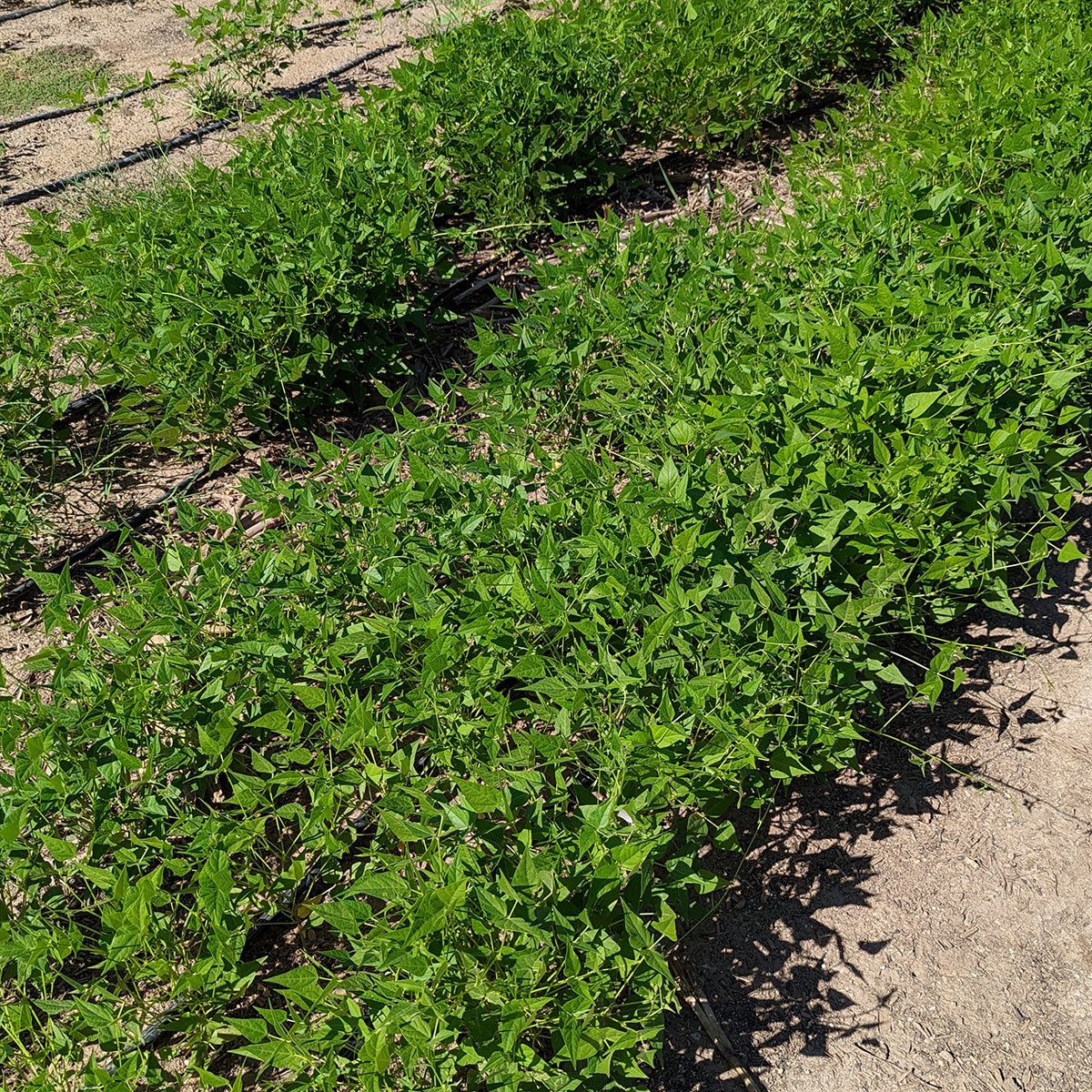 Frijol Tepari – Native-Seeds-Search