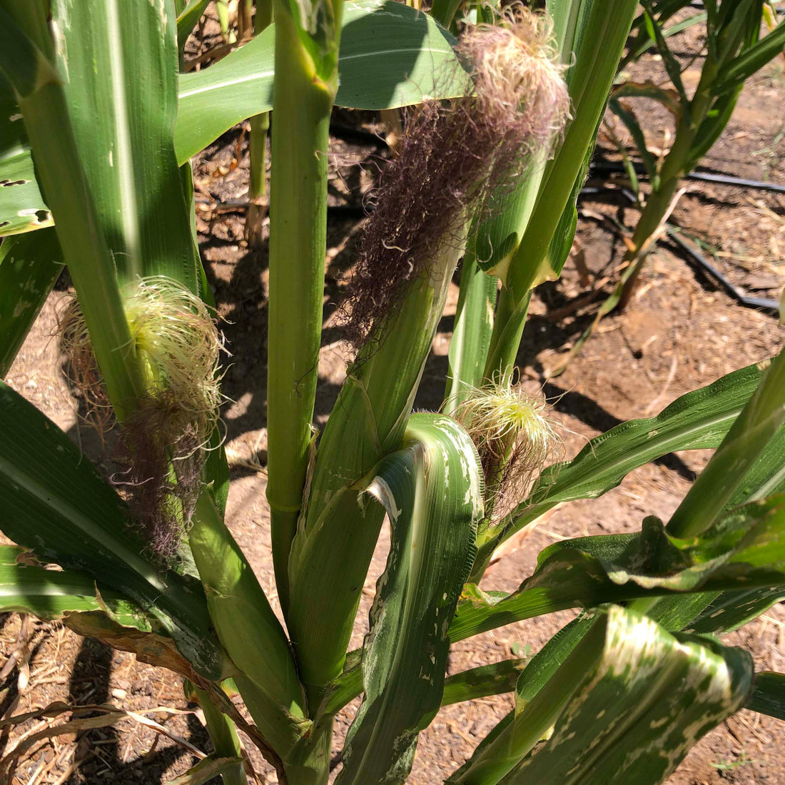 NASS > O'odham – Native-Seeds-Search