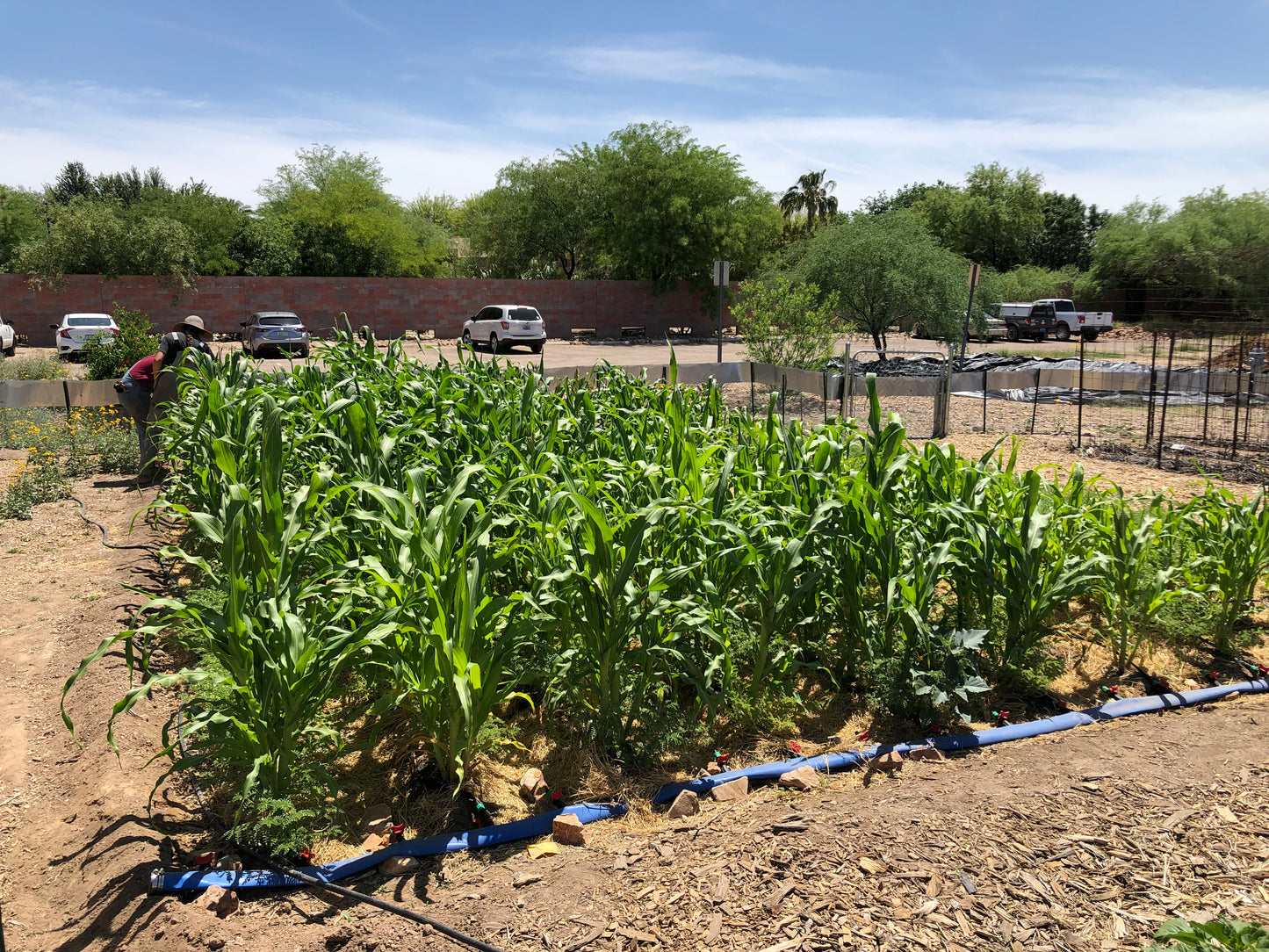 Apprenticeships at Native Seeds/SEARCH – Native-Seeds-Search