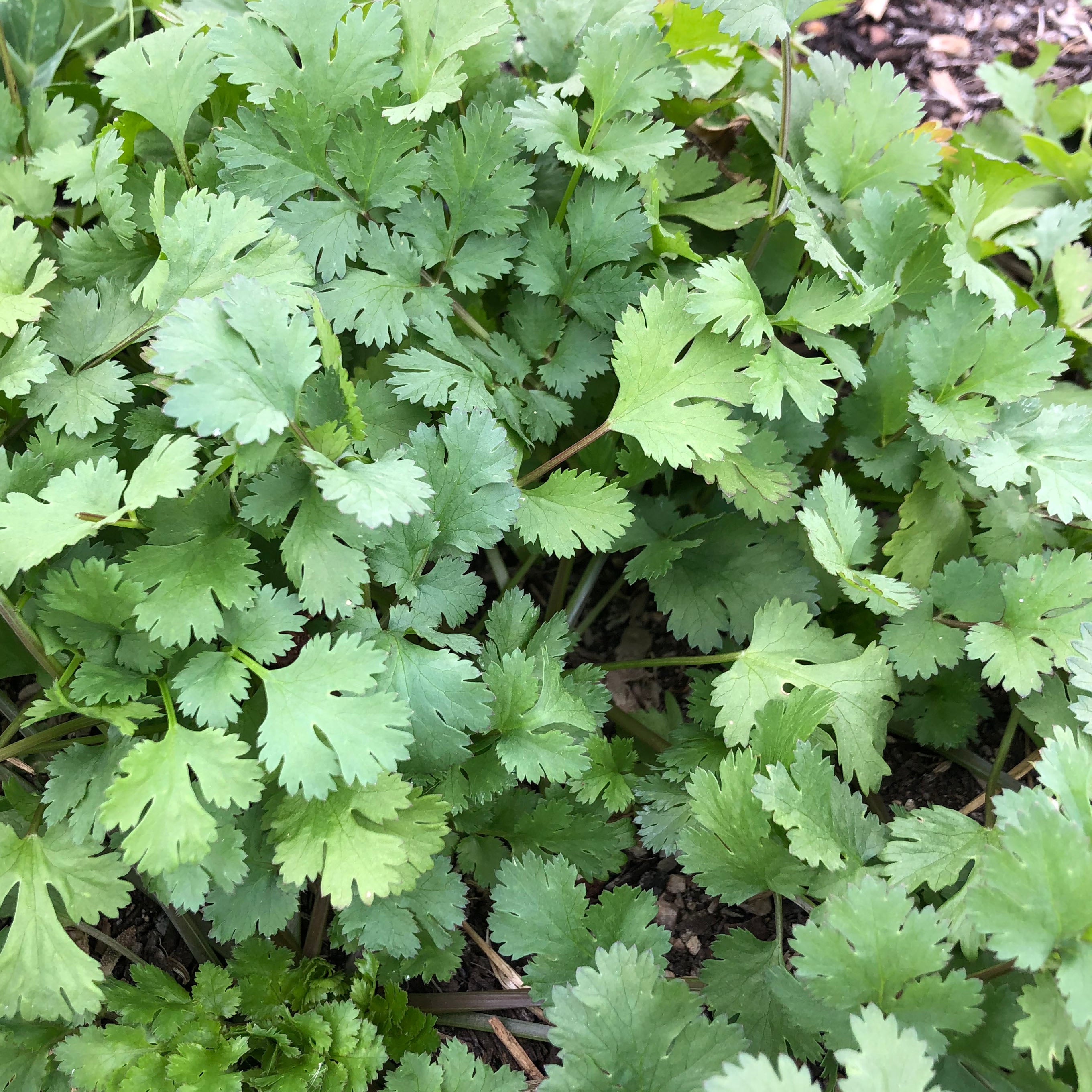 Popular Cool Season Varieties – Native-Seeds-Search