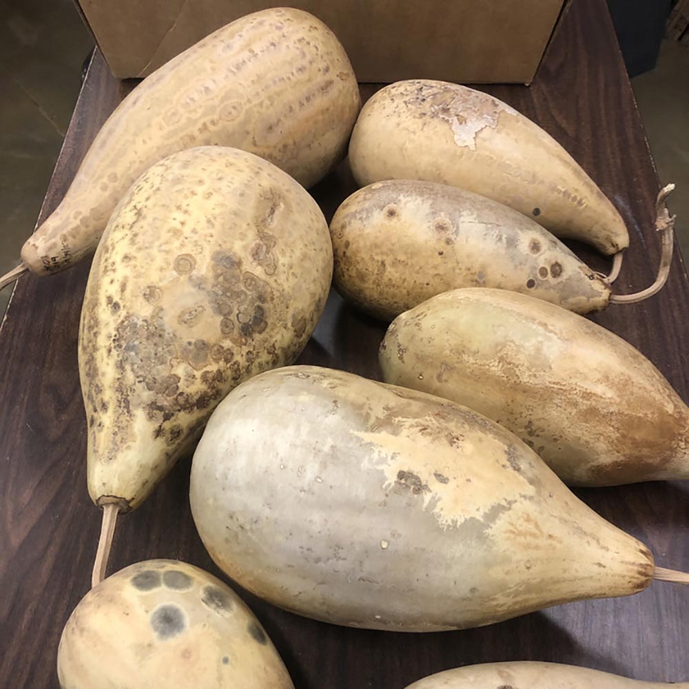 Mayo/Yoeme Gourd – Native-Seeds-Search