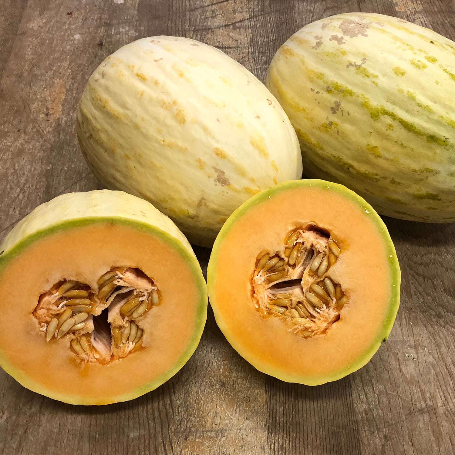 Melon de Castilla – Native-Seeds-Search