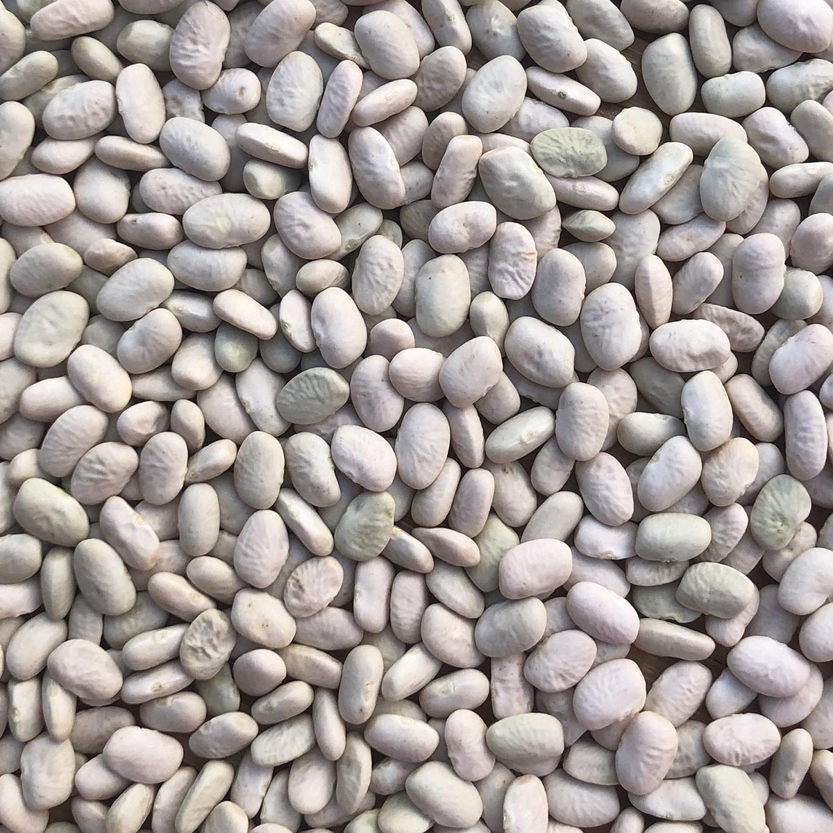 Seeds > Monsoon Collection – Native-Seeds-Search