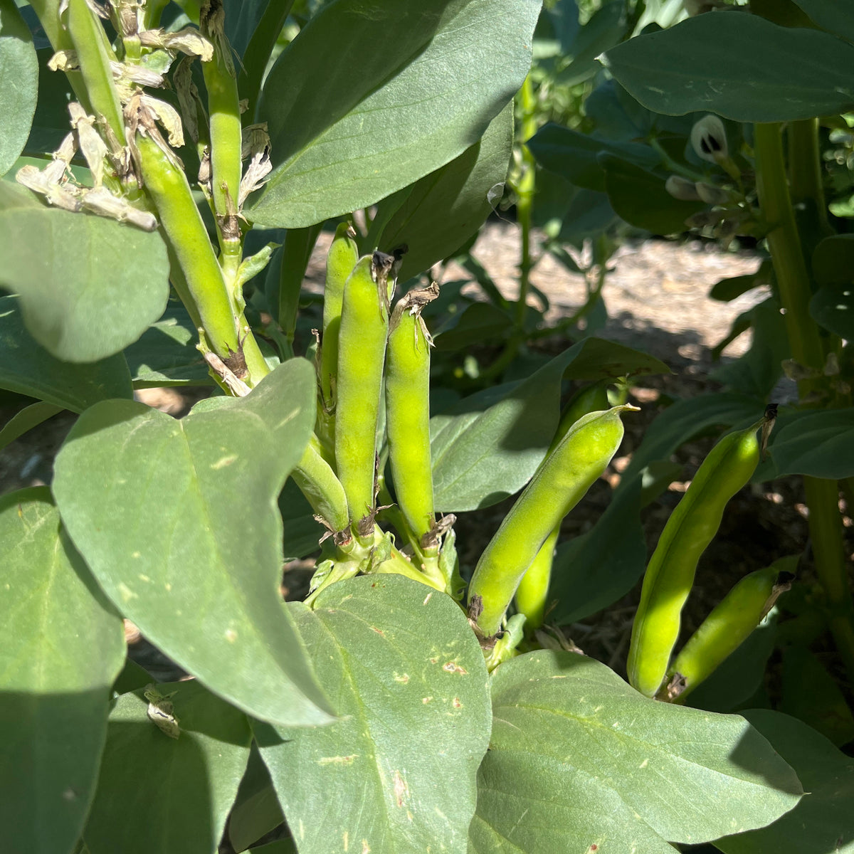 Ojito Haba – Native-Seeds-Search