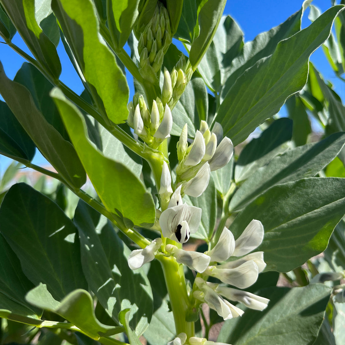 Ojito Haba – Native-Seeds-Search