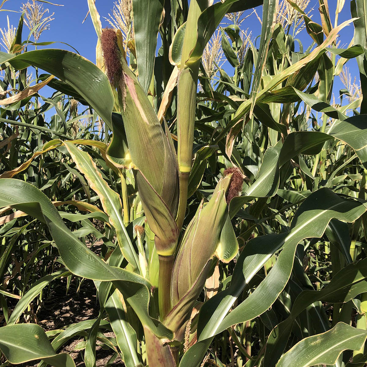 NASS > O'odham – Native-Seeds-Search