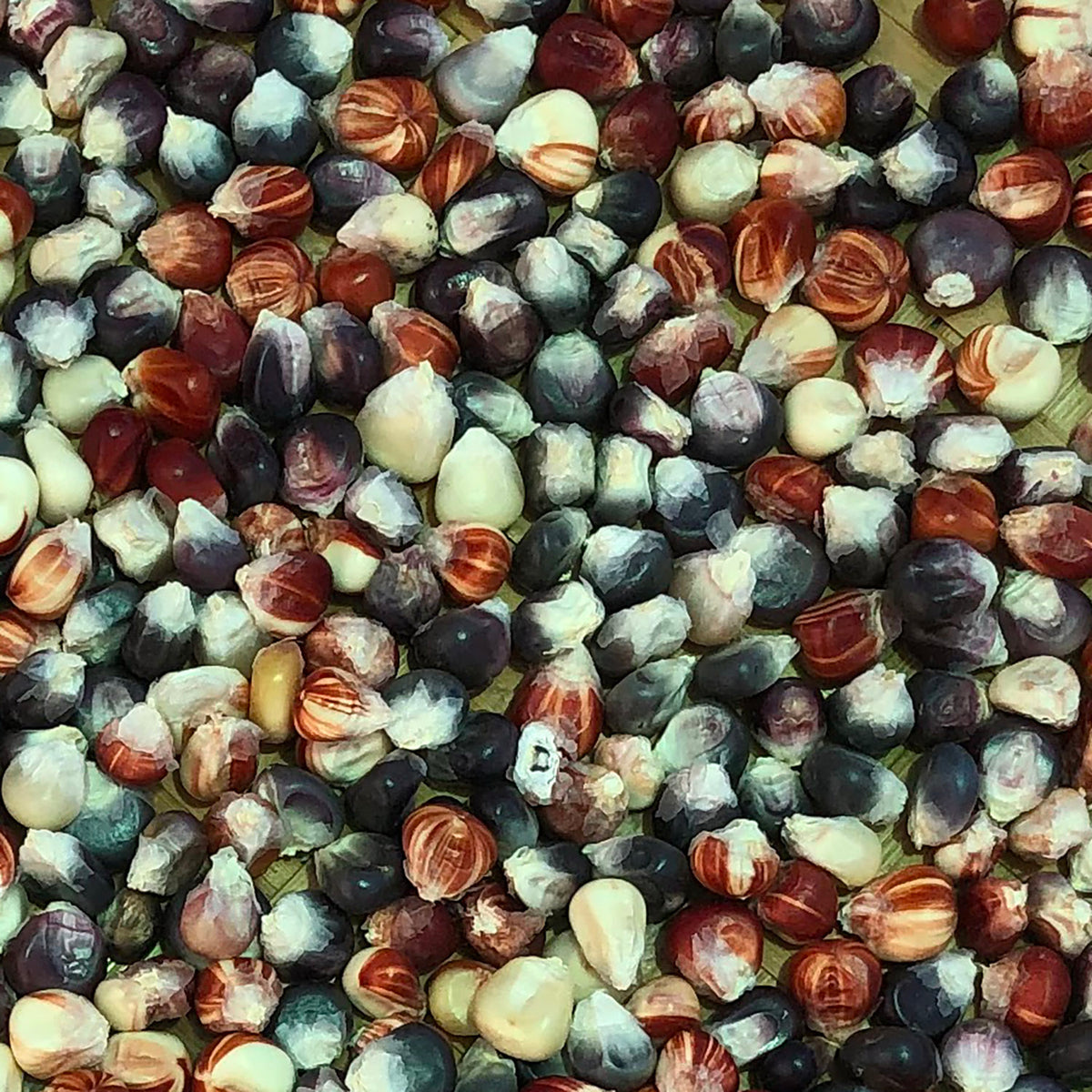 Rarámuri Multicolor – Native-Seeds-Search