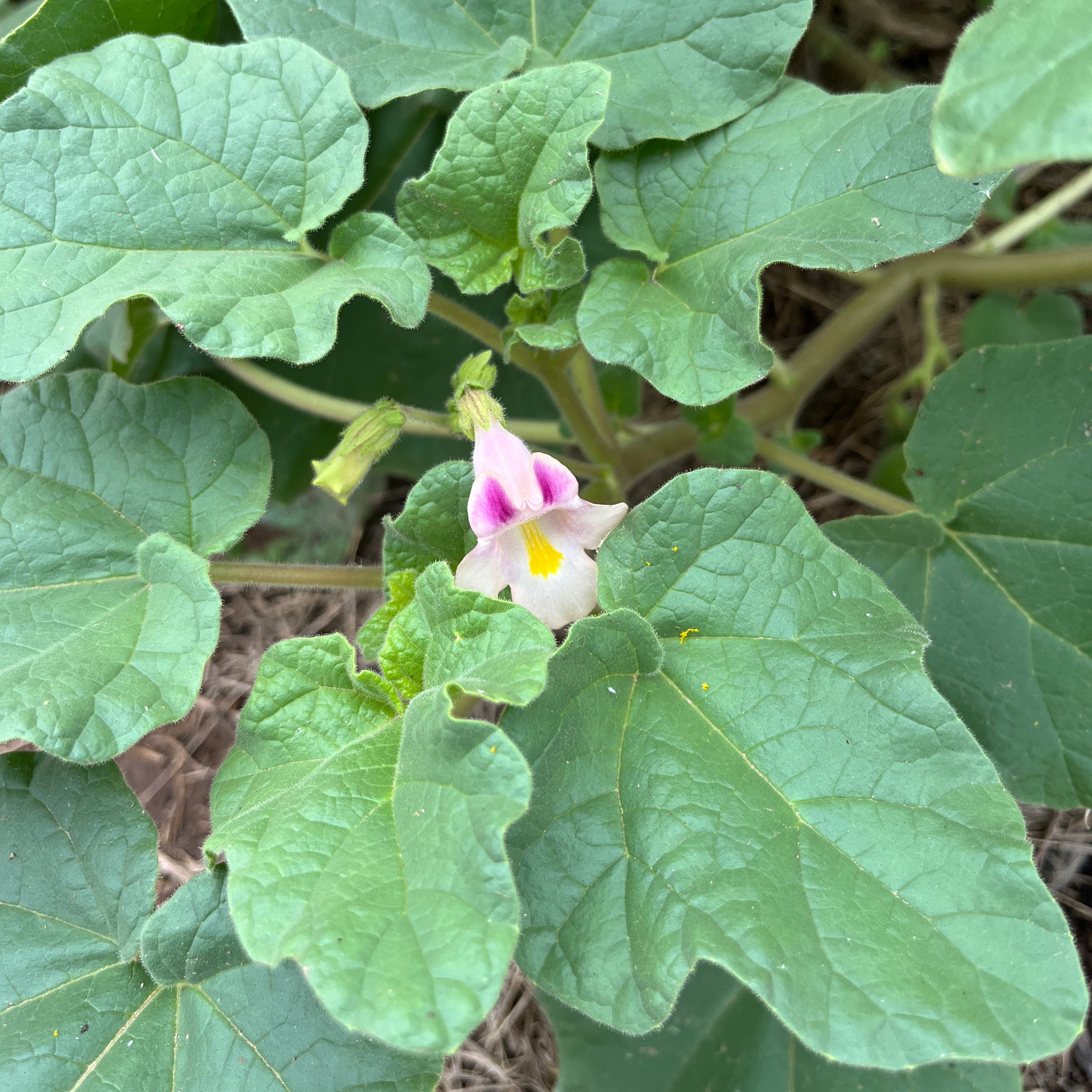 Seeds > Devil's Claw – Native-Seeds-Search