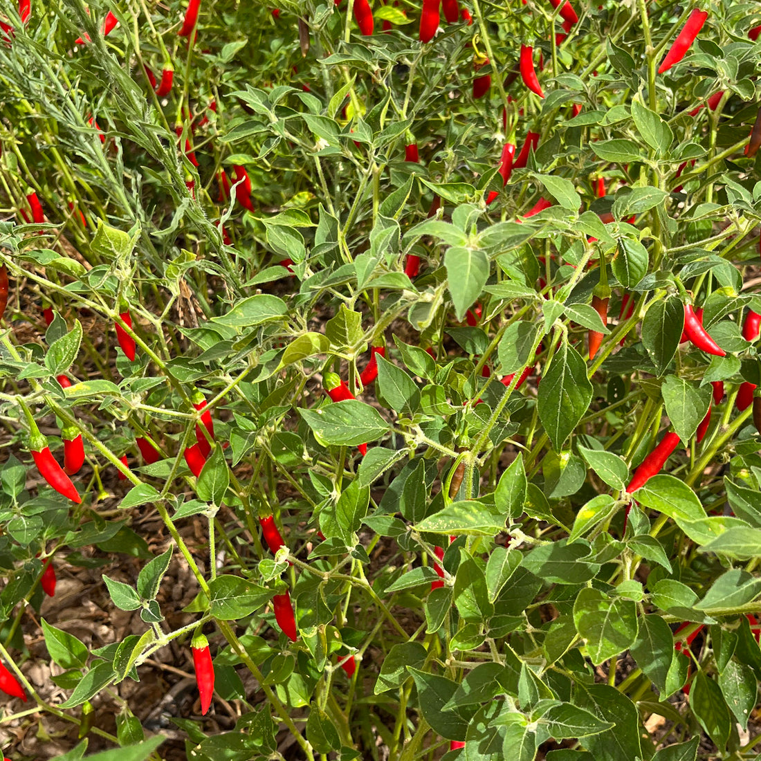 Seeds > Chiles/Peppers – Native-Seeds-Search