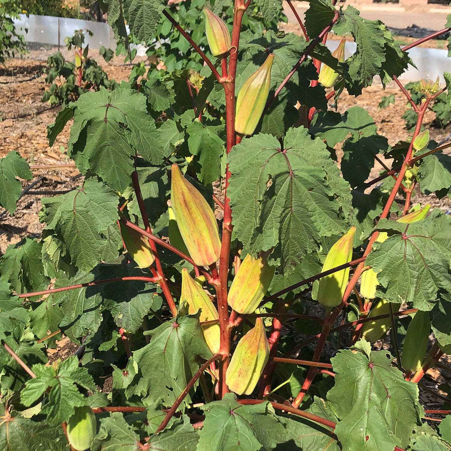 Texas Hill Country Red – Native-Seeds-Search