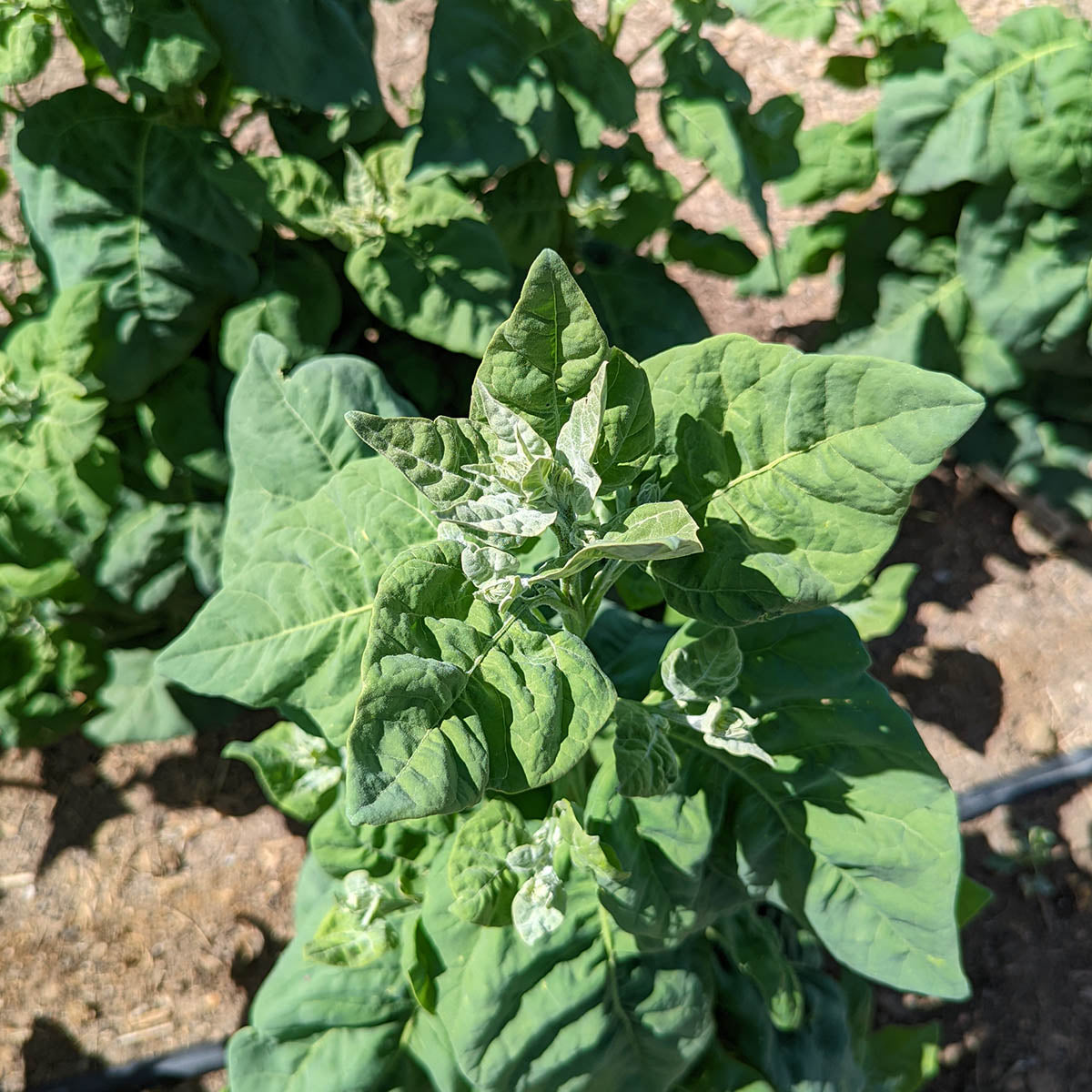 Abiquiu Mountain Spinach – Native-Seeds-Search