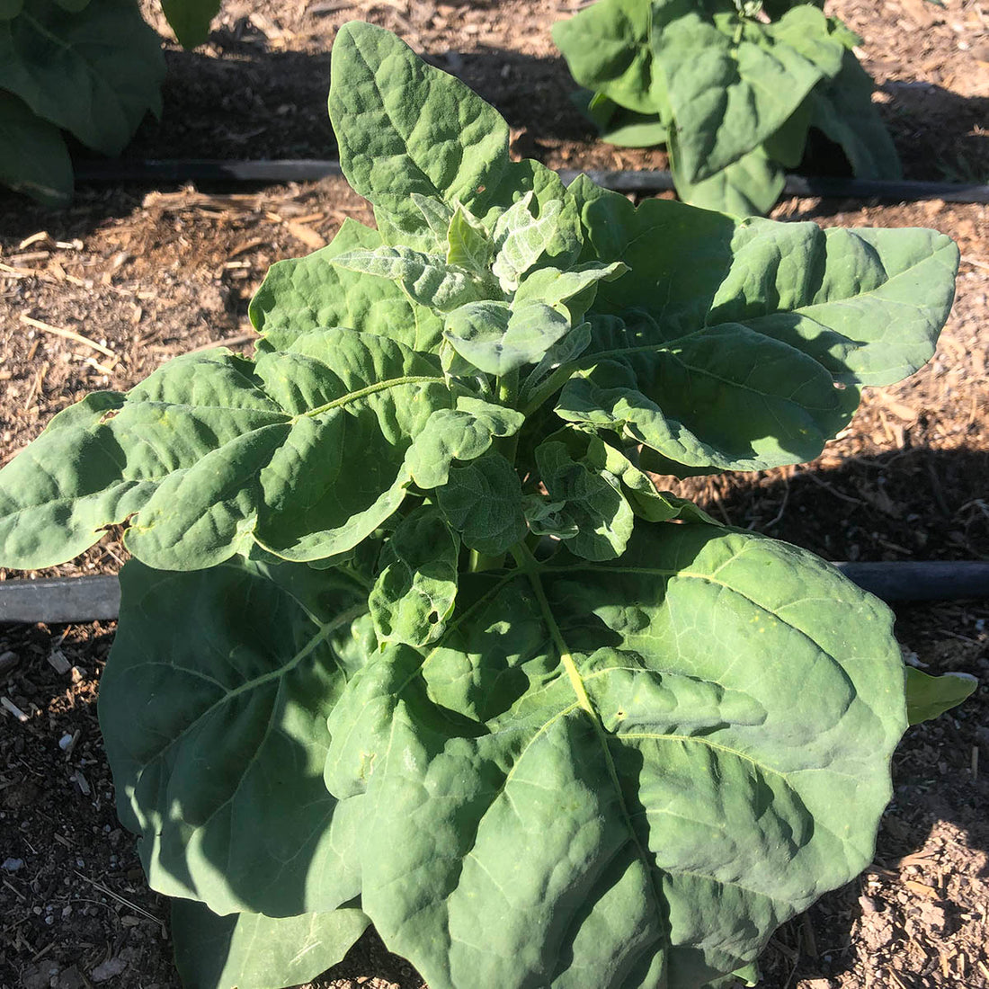 Native Seeds Search: Specializing in drought tolerant heirloom seeds ...