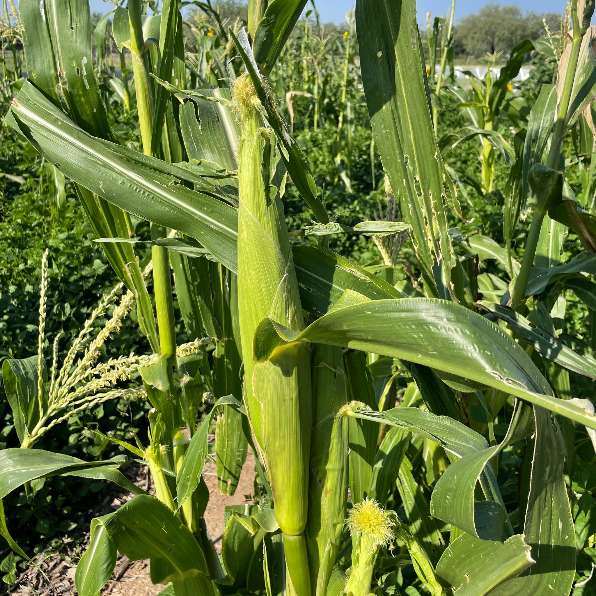 Conserve a Crop – Native-Seeds-Search