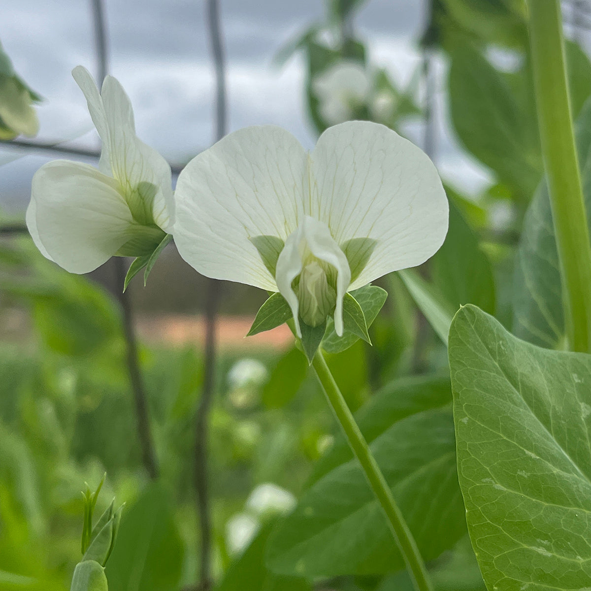 Seeds > Peas – Native-Seeds-Search