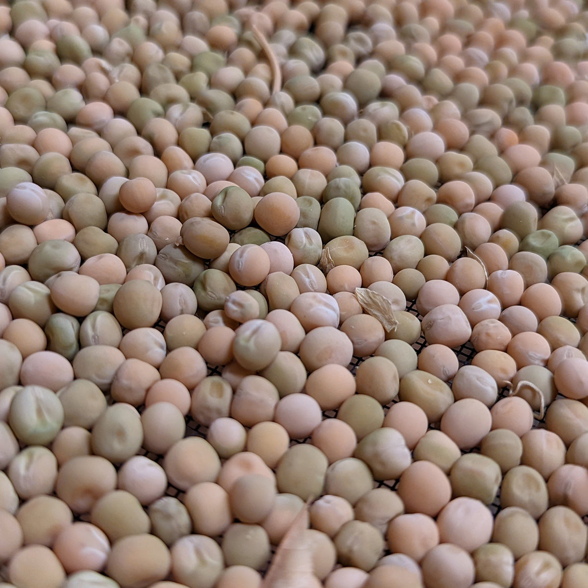 Colorado Pea – Native-Seeds-Search