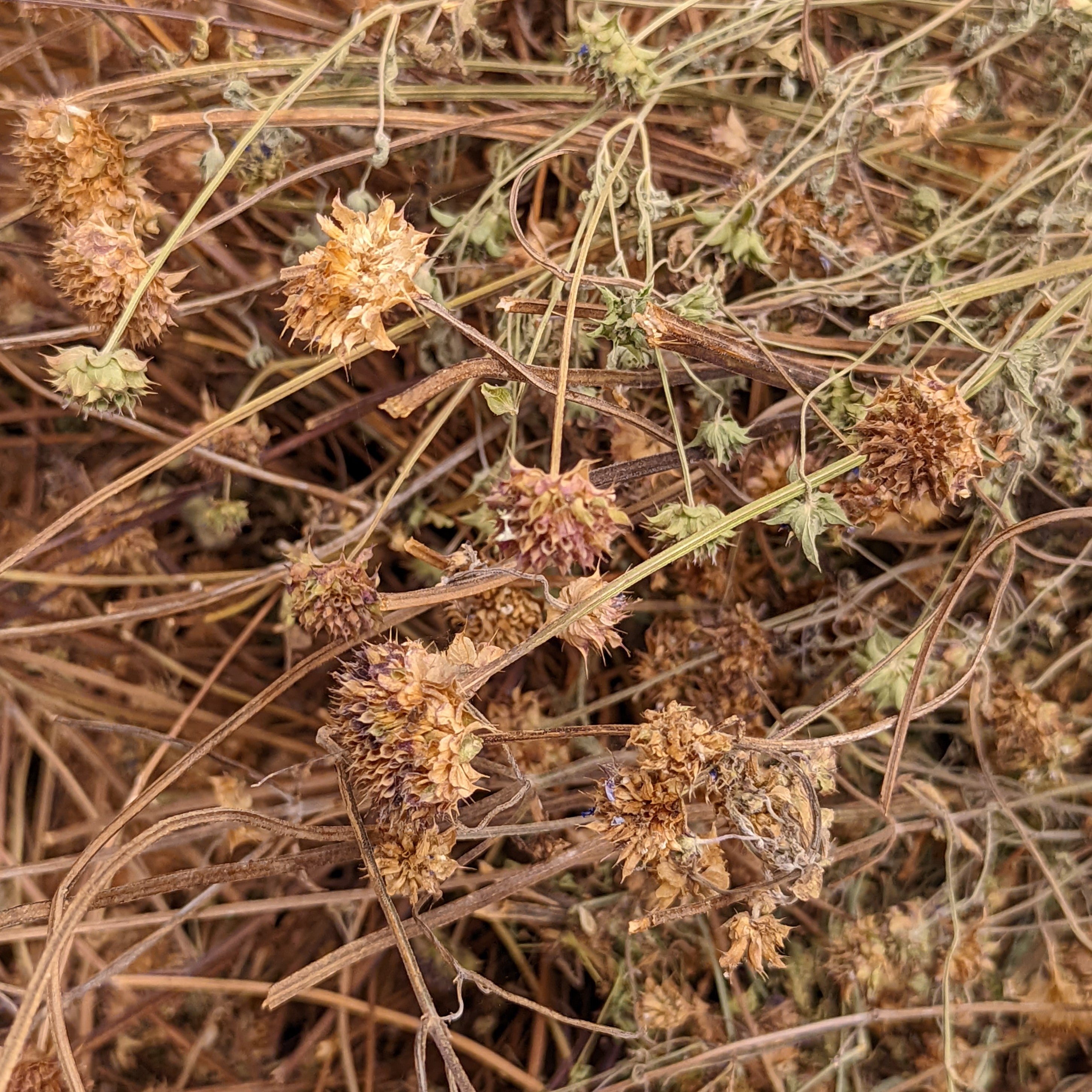 Desert Chia – Native-Seeds-Search