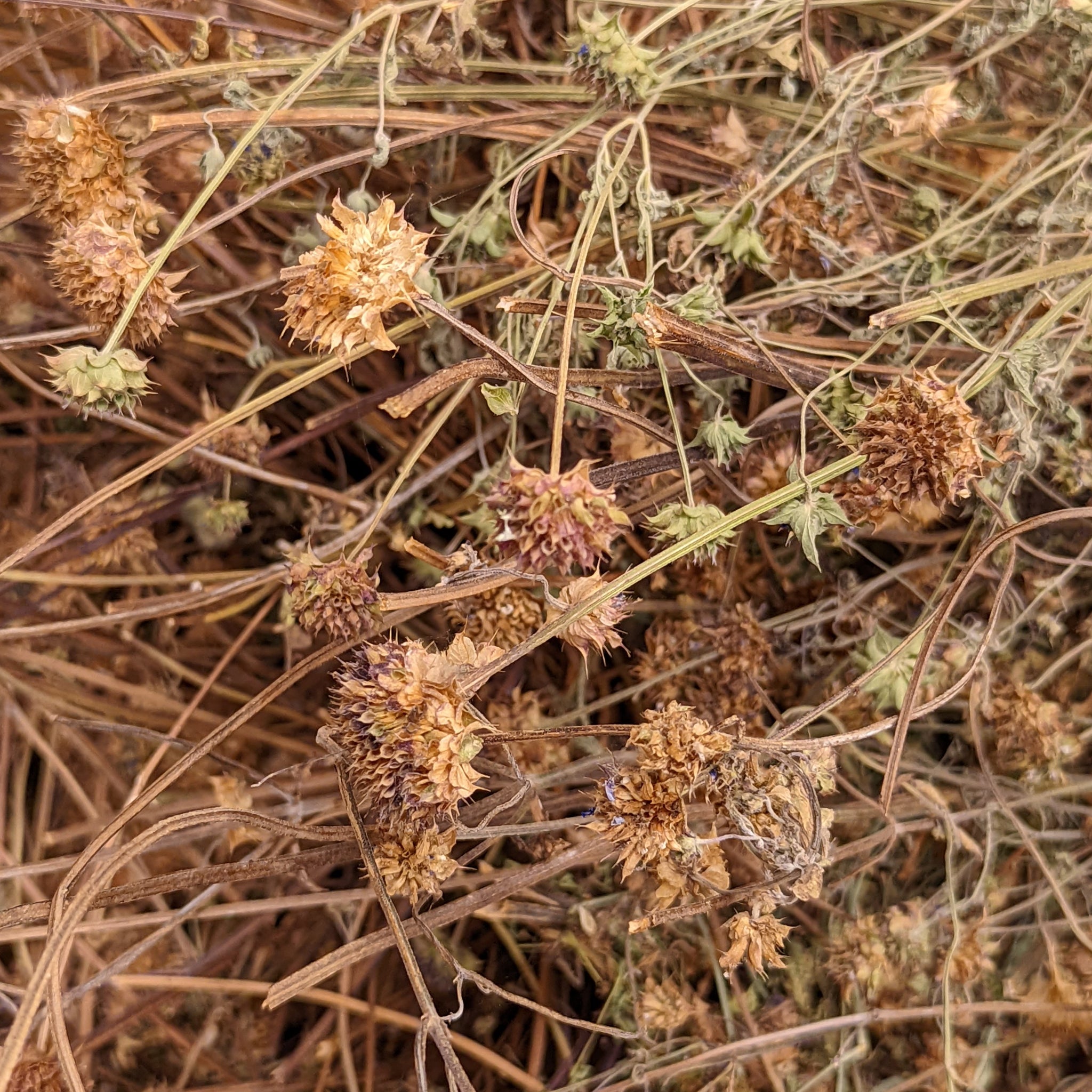 Desert Chia – Native-Seeds-Search