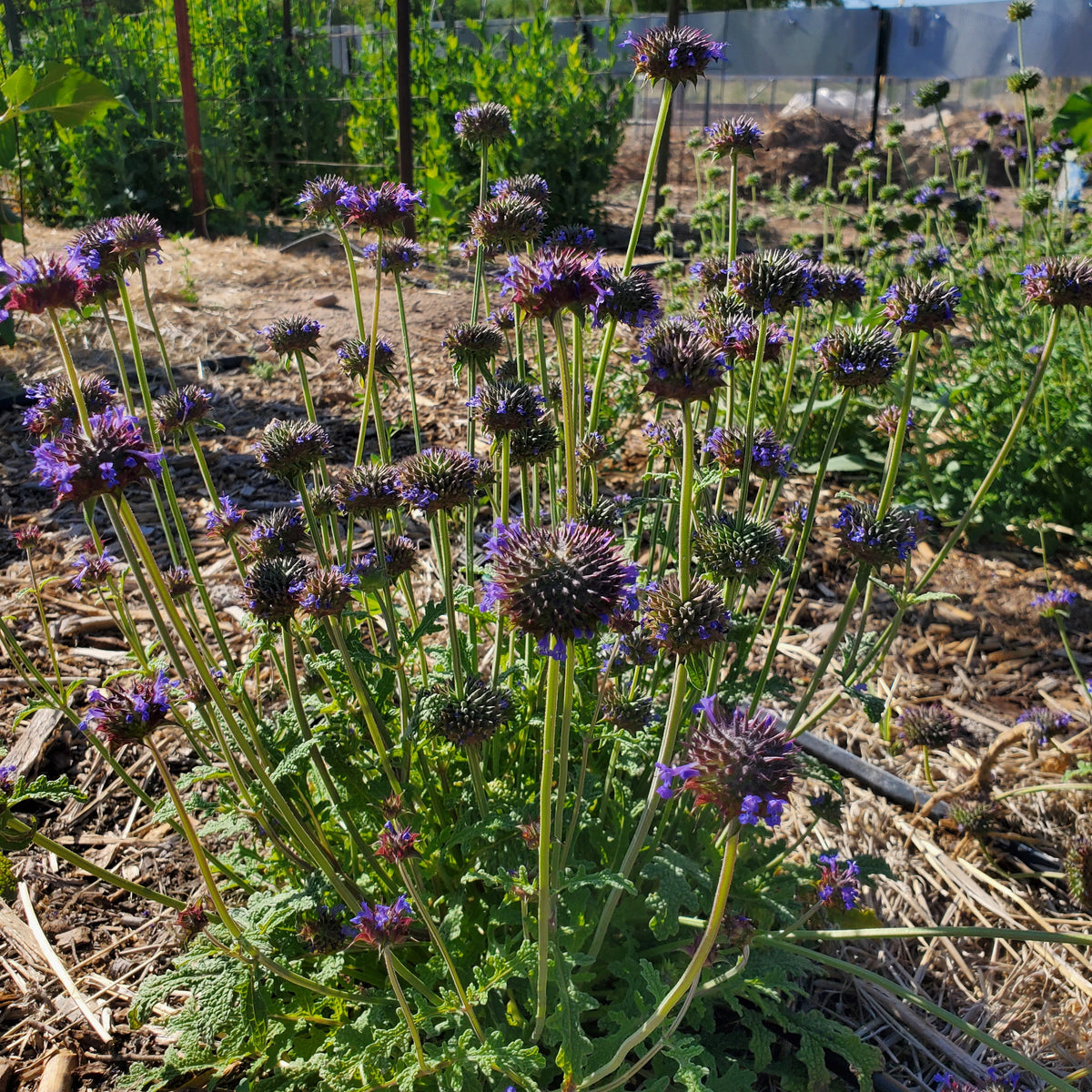 Desert Chia – Native-Seeds-Search