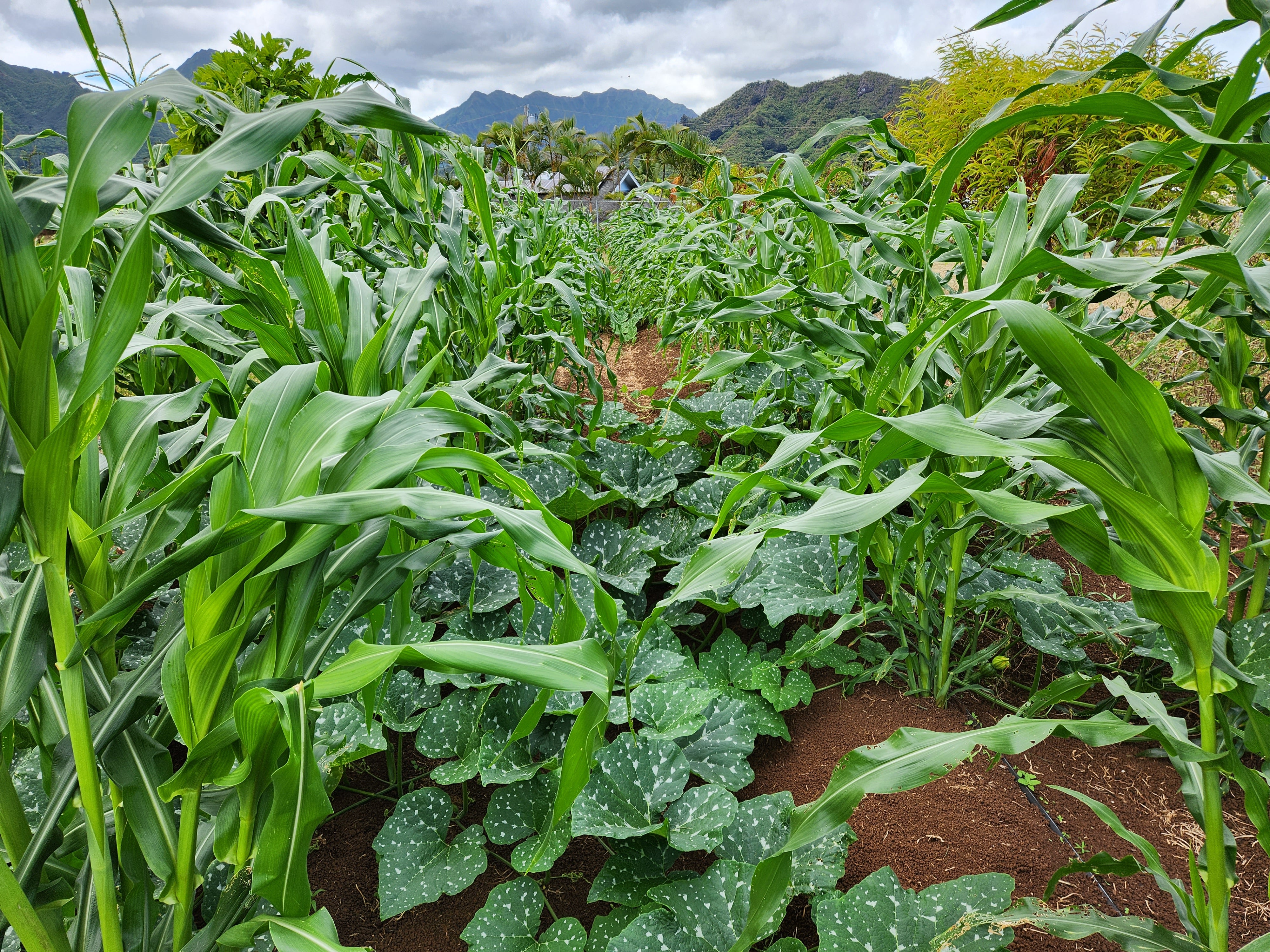 Partner Farmer Program – Native-Seeds-Search